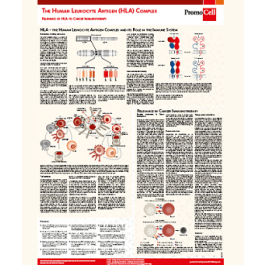 HLA to cancer immunotherapy
