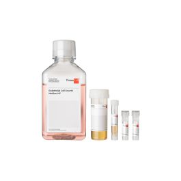 Endothelial Cell Growth Medium MV Kit