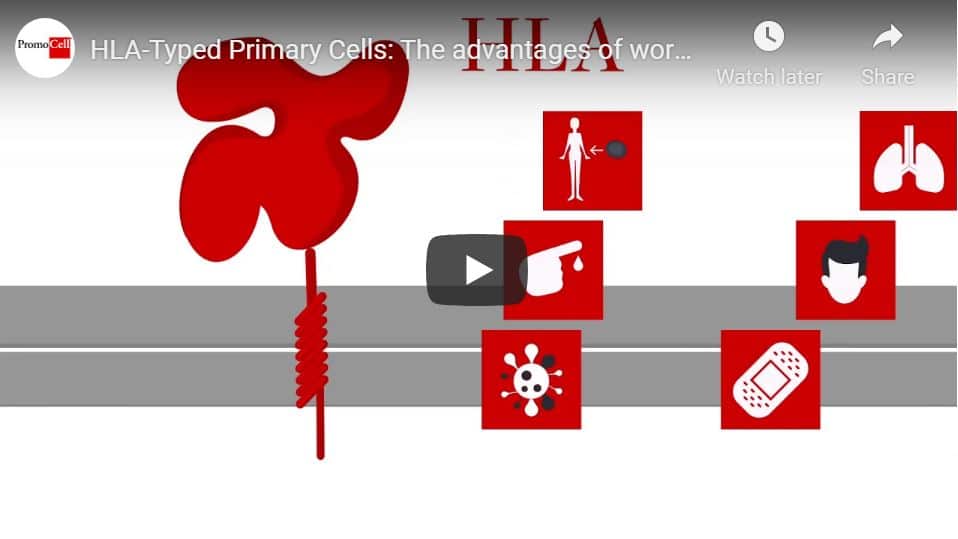 HLA-Typed Primary Cells: The advantages of working with HLA in drug ...