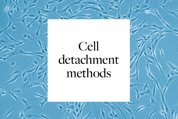 Cell Detachment Methods for Adherent Cells | Trypsin, EDTA & Accutase