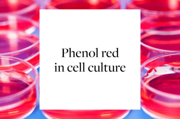 Impact of phenol red in cell culture and solutions