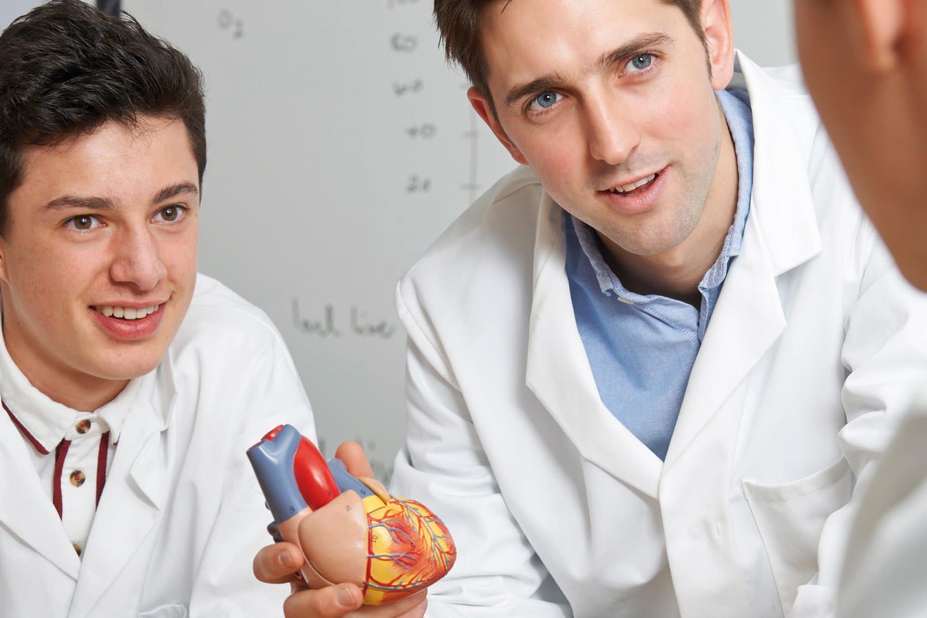 Cells that could lead to new therapies: PromoCell now offers in vitro