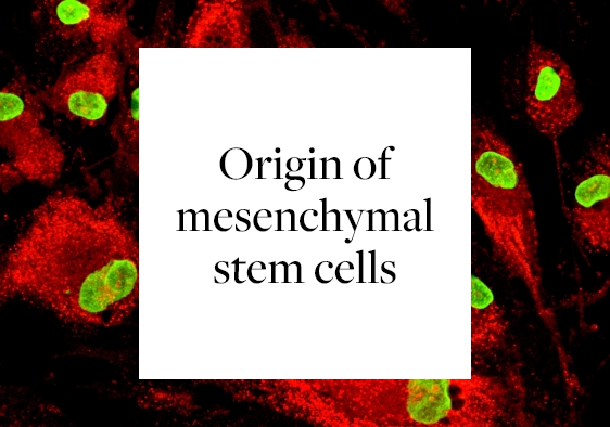 Mesenchymal stem cell origin: Why tissue source matters
